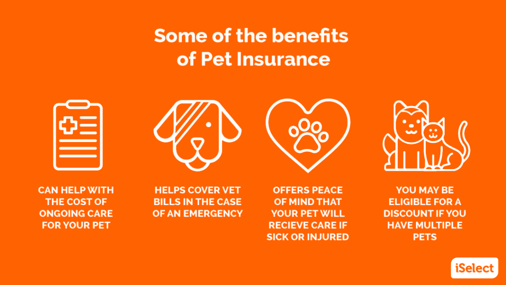 Seniors Pet Insurance Australia | iSelect